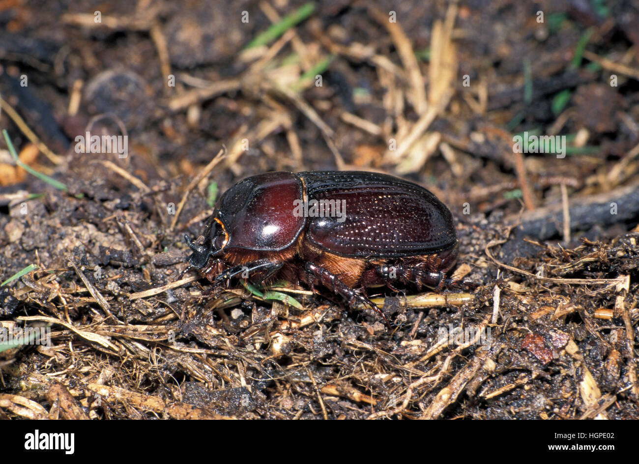 Dung beetles australia hi-res stock photography and images - Alamy
