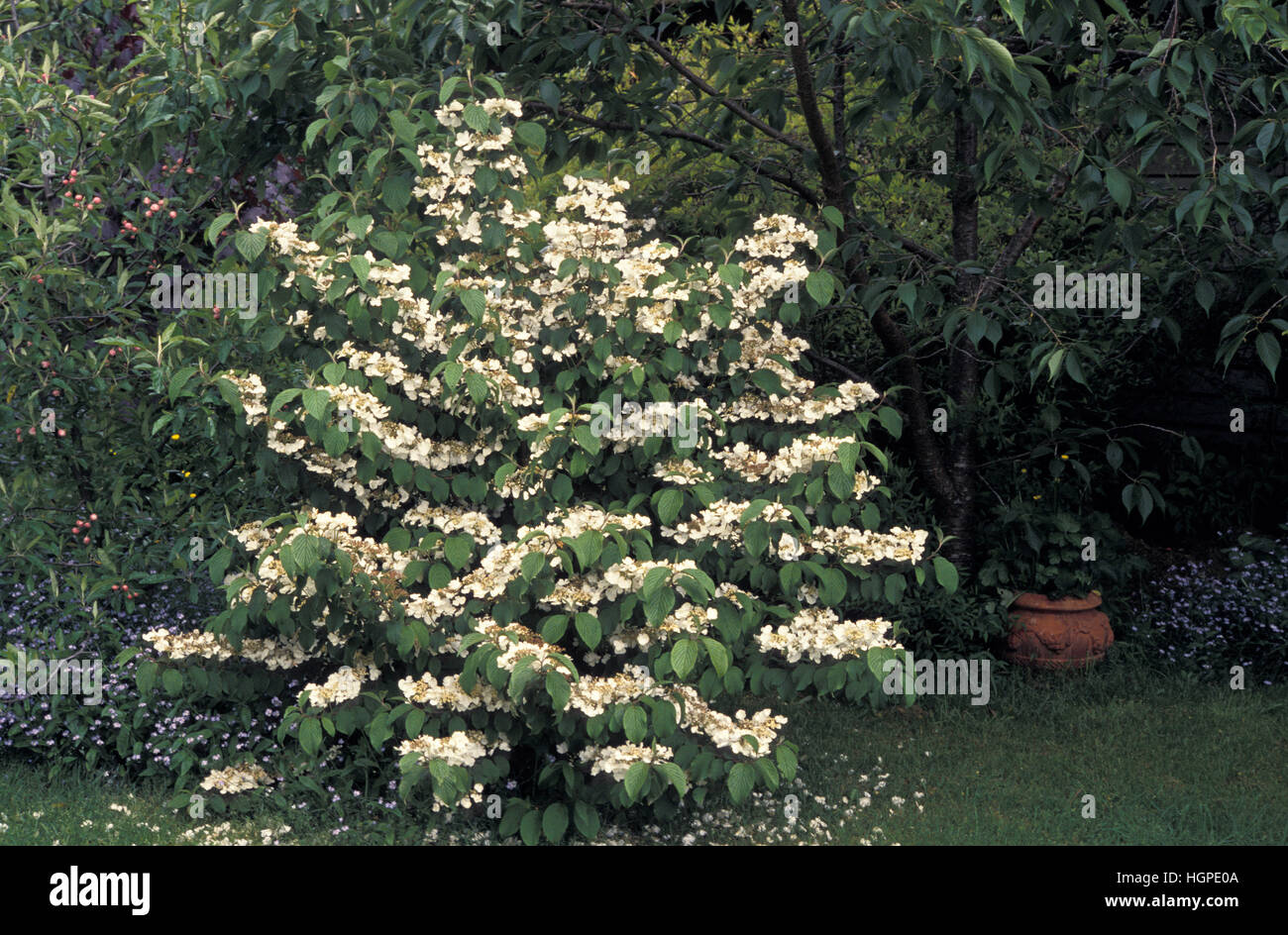 Australian bush flowers hi-res stock photography and images - Alamy