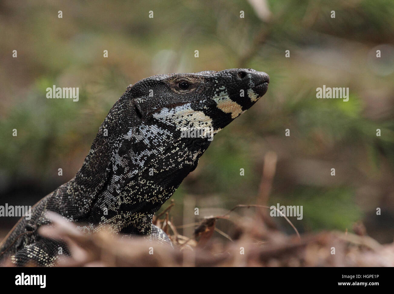 Monitor lizard nest hi-res stock photography and images - Alamy