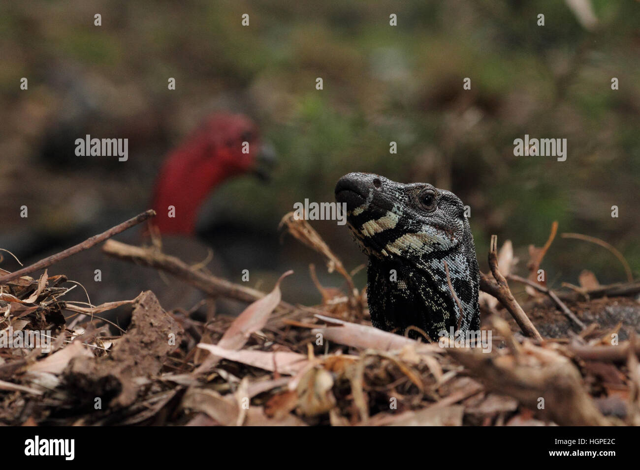 lace monitor raiding a brush turkey mound Stock Photo - Alamy