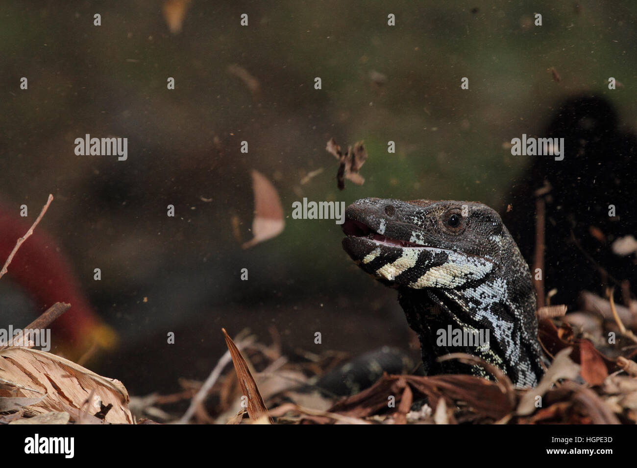 lace monitor raiding a brush turkey mound Stock Photo - Alamy