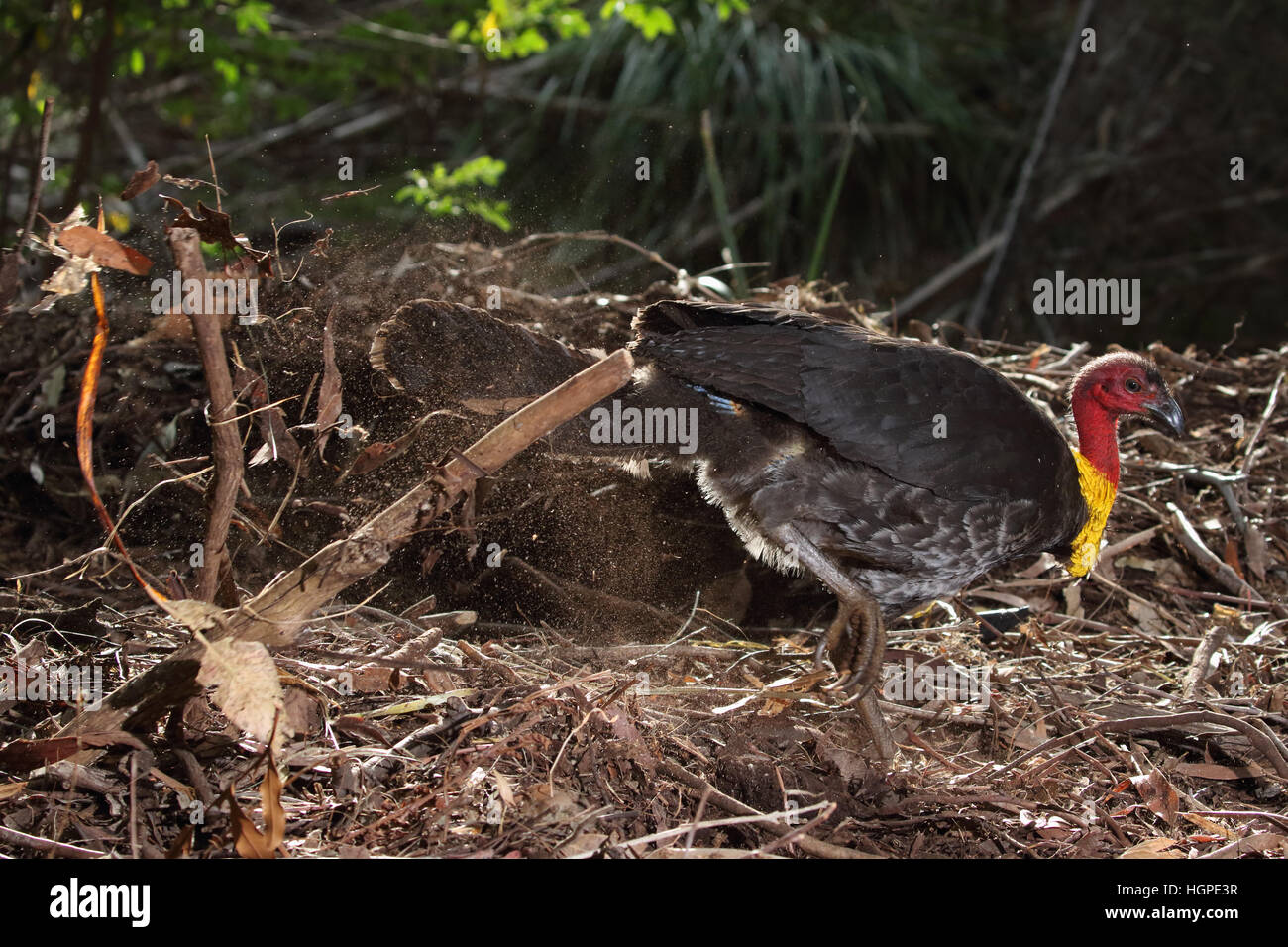 Australian Brush or bush turkey Stock Photo - Alamy