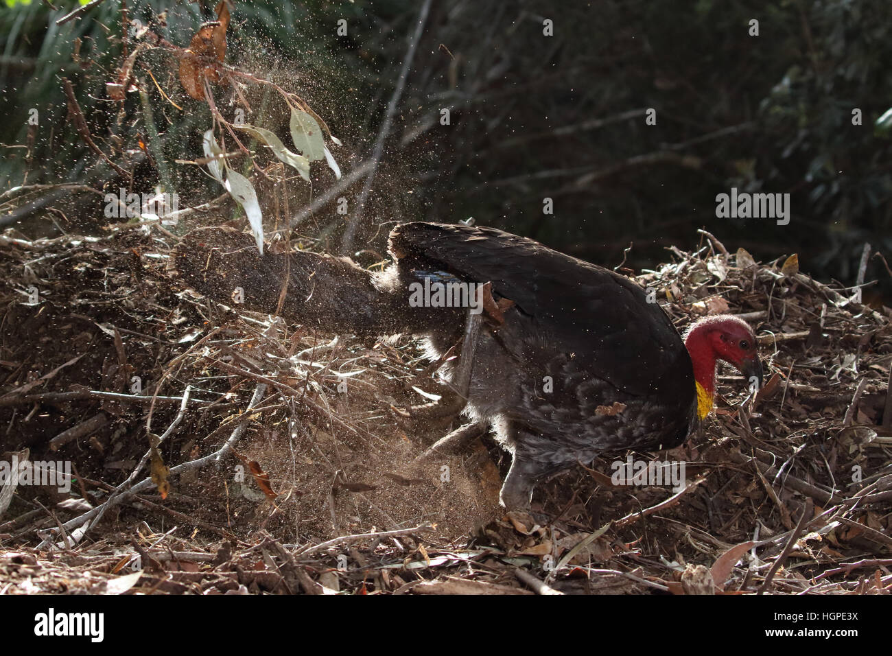 Australian Brush or bush turkey Stock Photo - Alamy
