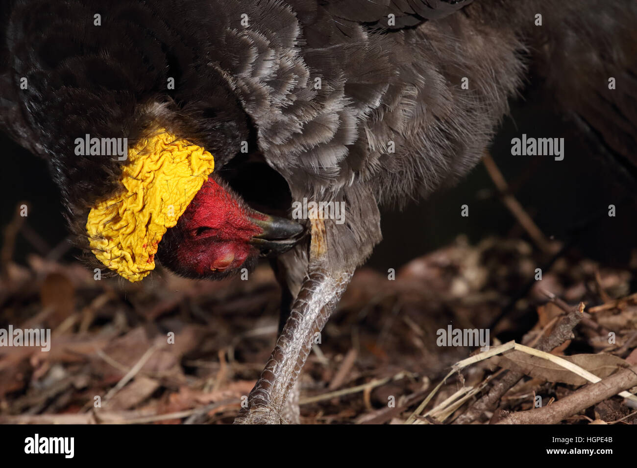 Australian Brush or bush turkey Stock Photo - Alamy