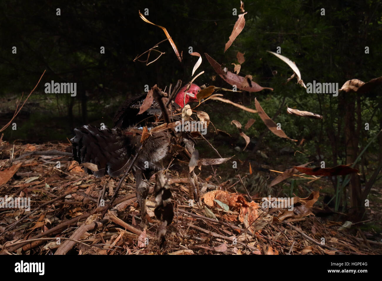 Australian Brush or bush turkey Stock Photo - Alamy