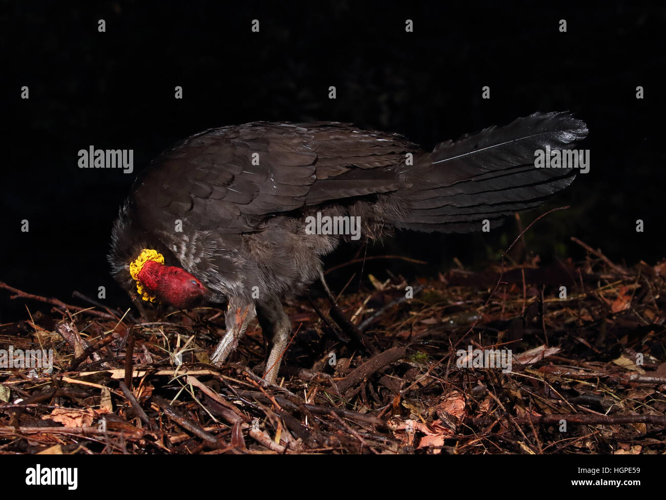 Australian Brush or bush turkey Stock Photo - Alamy