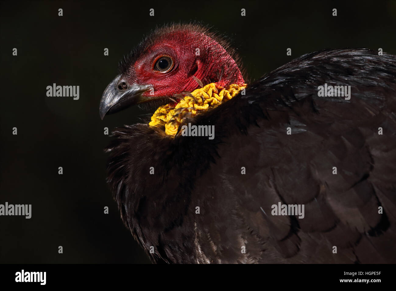 Australian Brush or bush turkey Stock Photo - Alamy