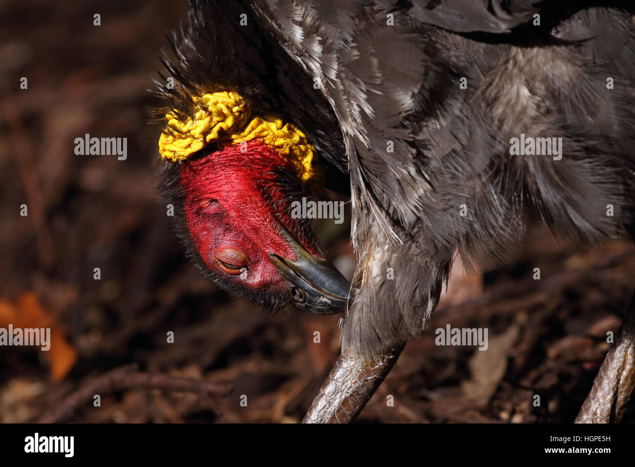 Australian Brush or bush turkey Stock Photo - Alamy