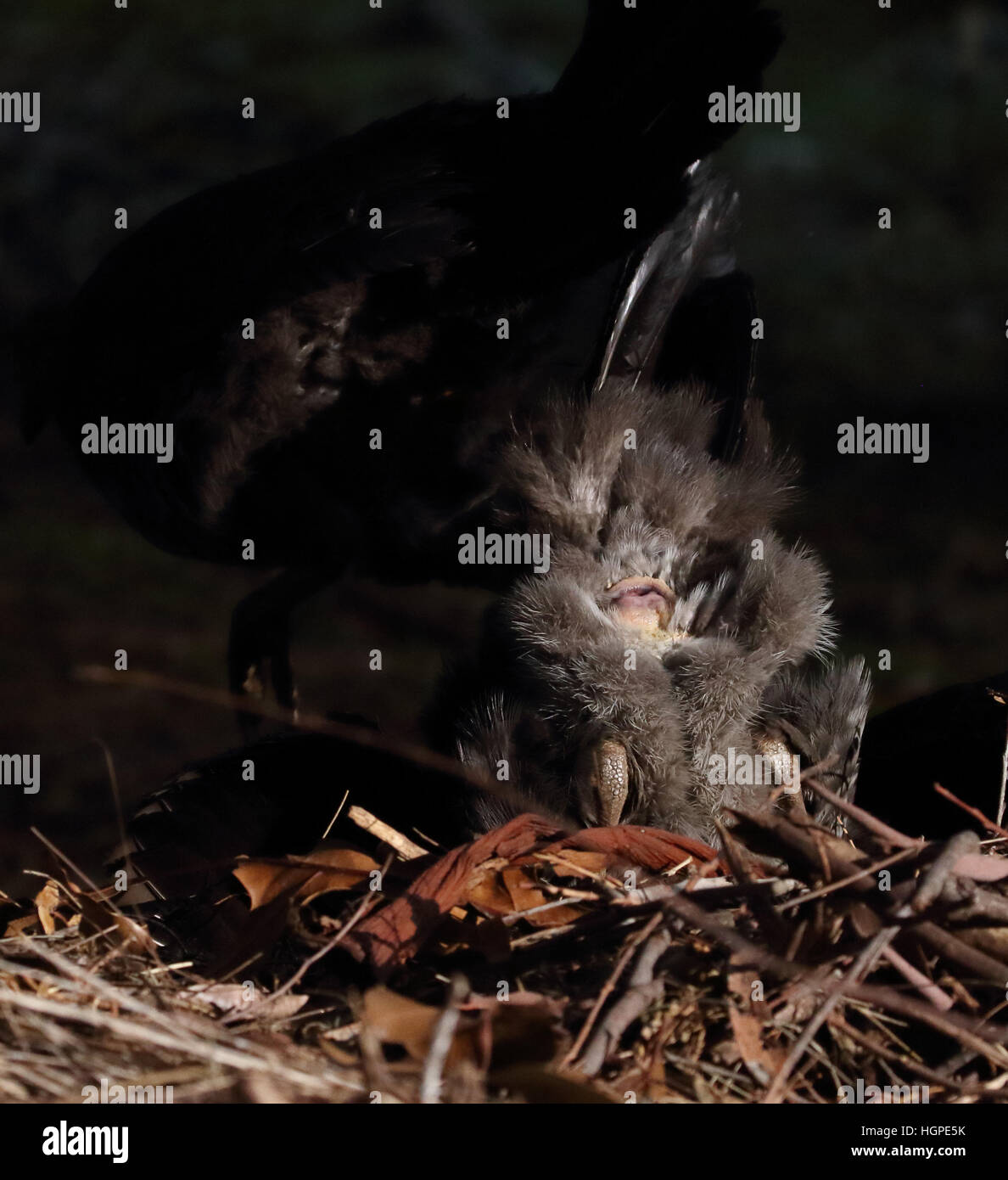 Cloaca hi-res stock photography and images - Alamy