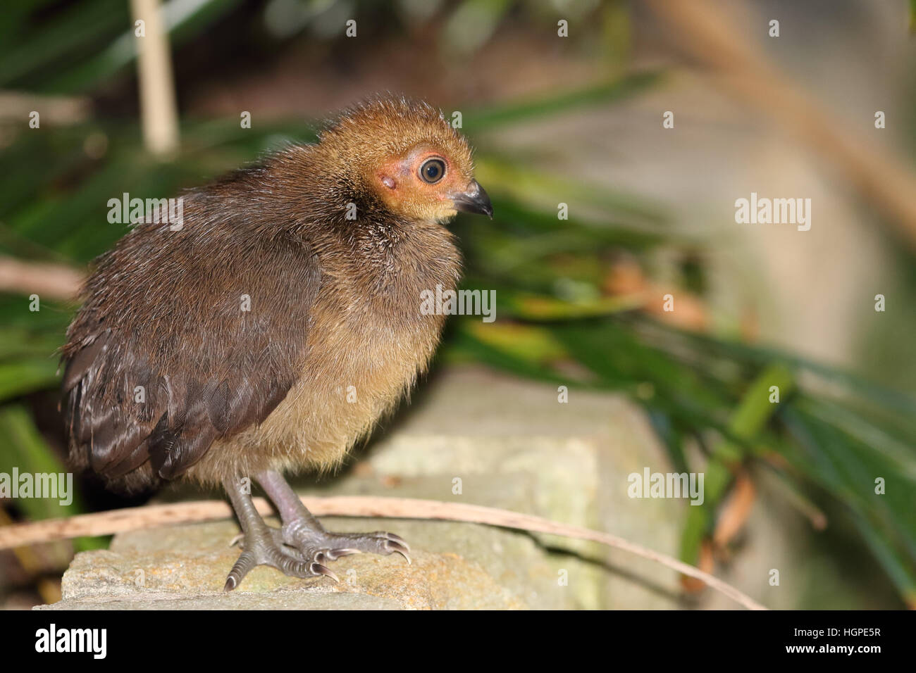 Australian infant hi-res stock photography and images - Alamy