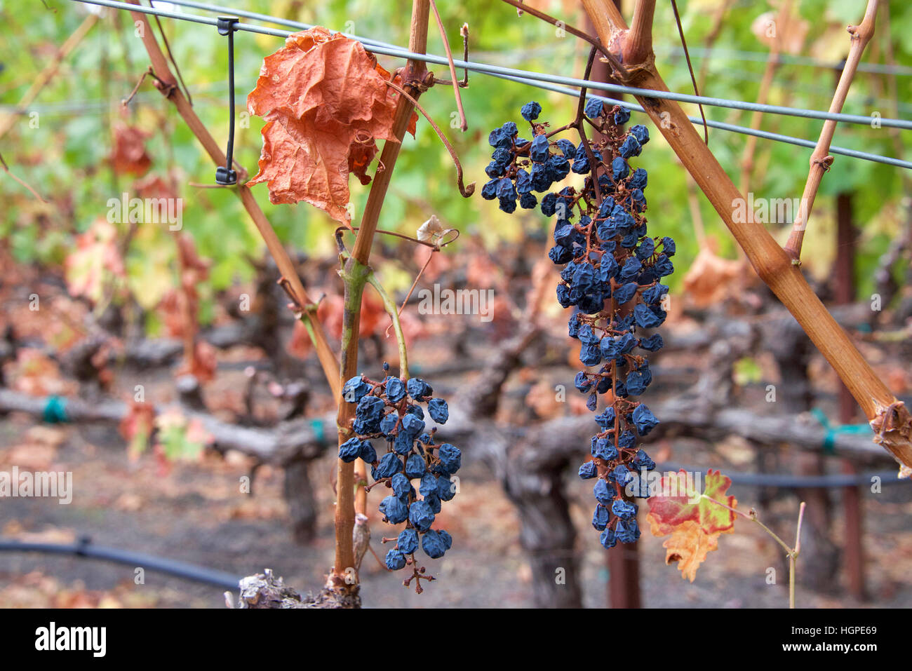 grapes left to long on the vine, drying dehydrating into raisins Stock ...