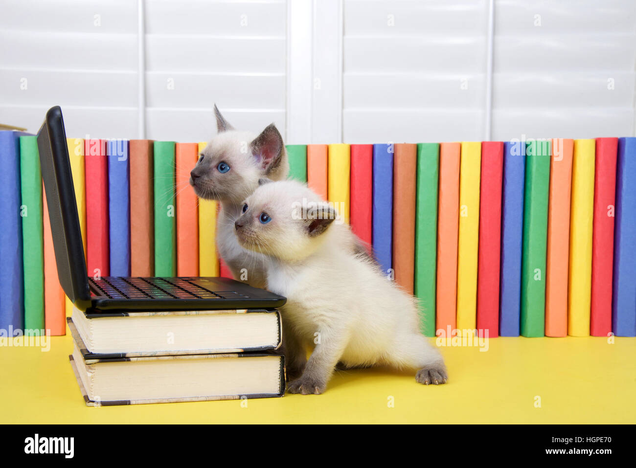 Digital learning kittens hi-res stock photography and images - Alamy