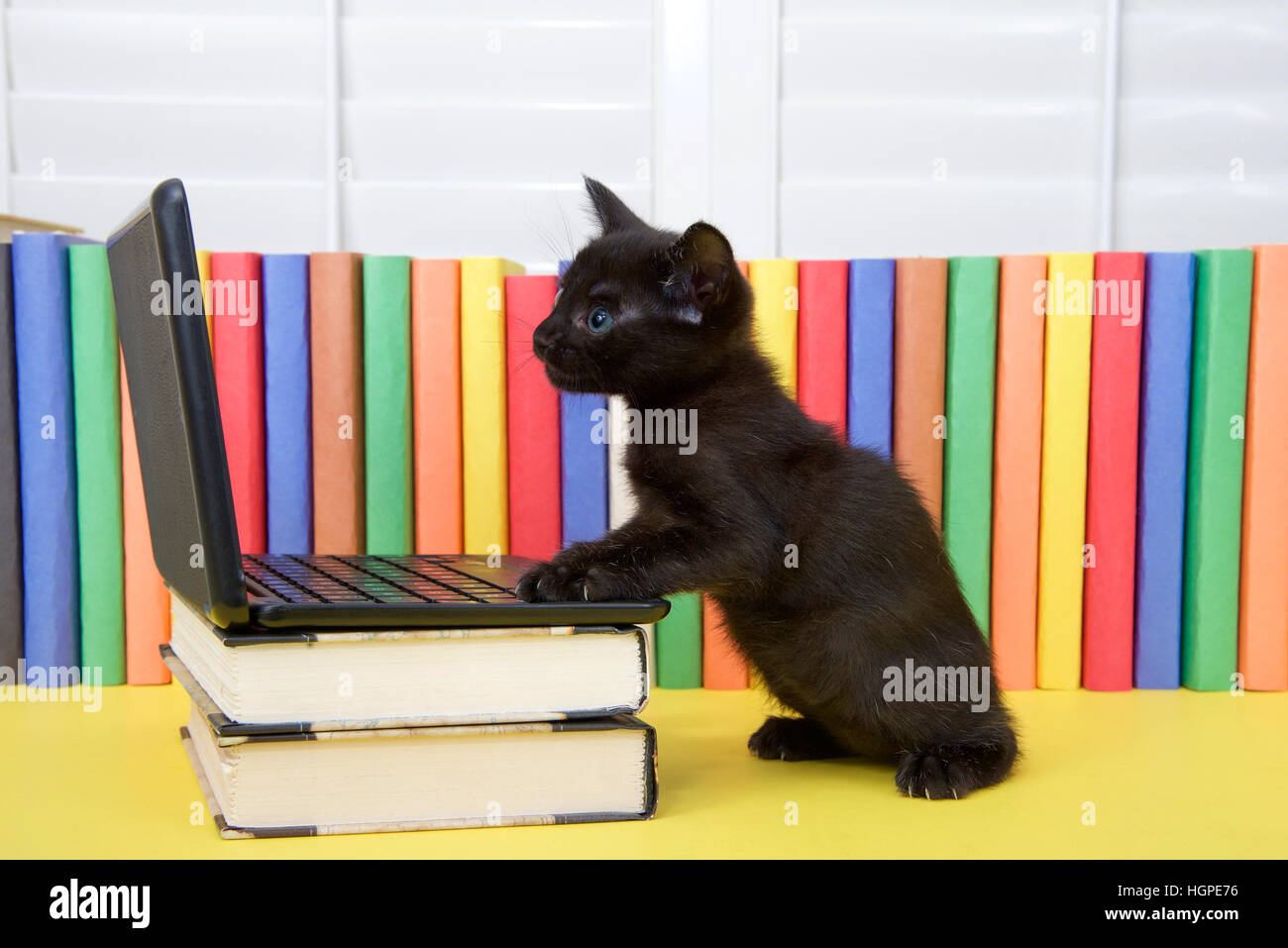 Cat at the computer hi-res stock photography and images - Alamy