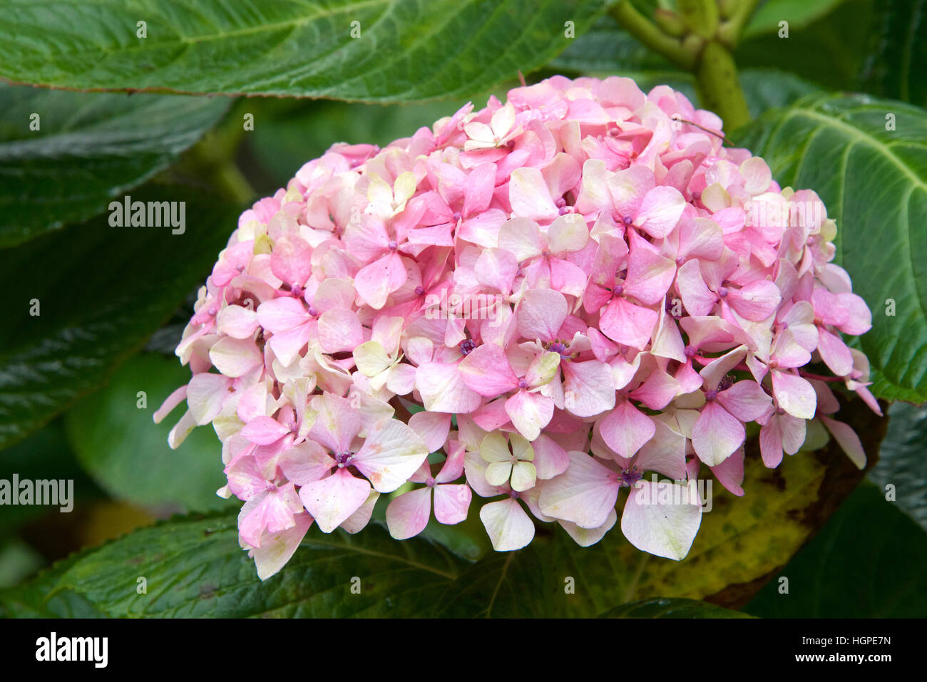 Cluster of pink and white Hydrangea surrounded by green leaves ...