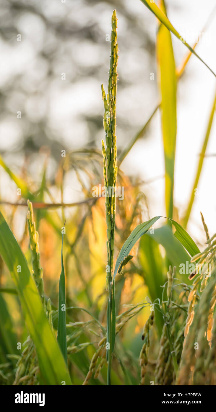 close up of yellow green rice field Stock Photo - Alamy