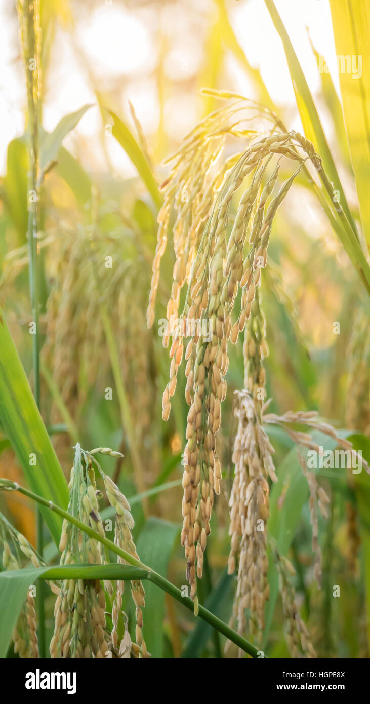 Rice Paddies Up Close