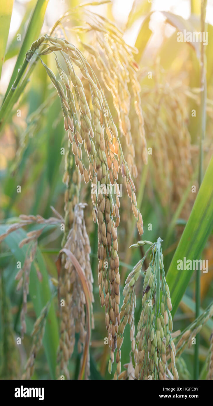 close up of yellow green rice field Stock Photo - Alamy