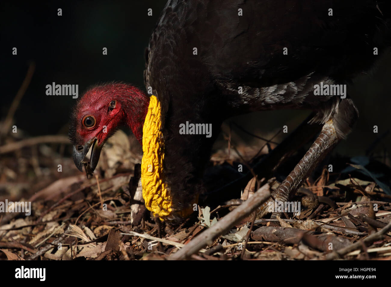 Australian Brush or bush turkey Stock Photo - Alamy