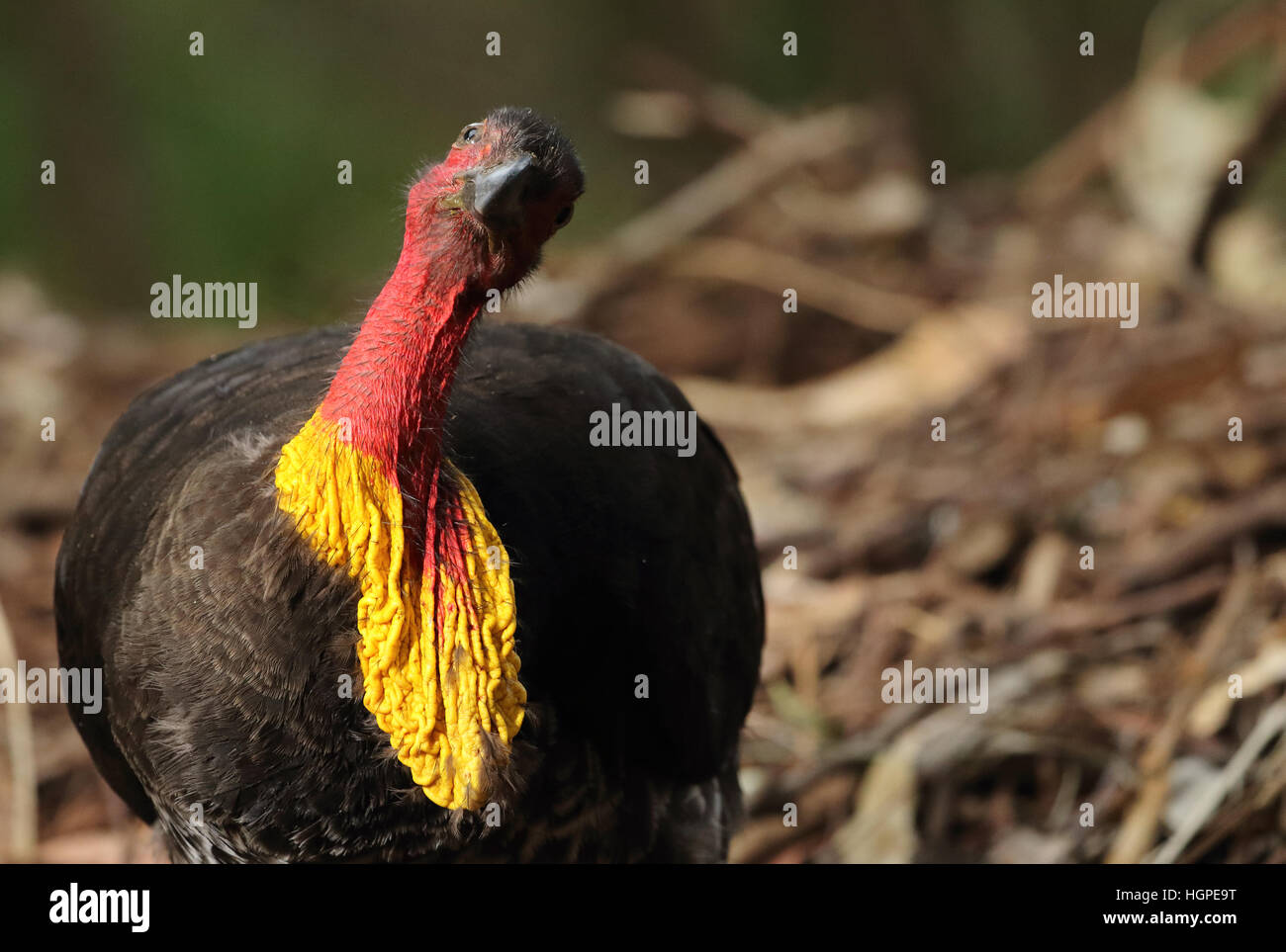 Australian Brush or bush turkey Stock Photo - Alamy