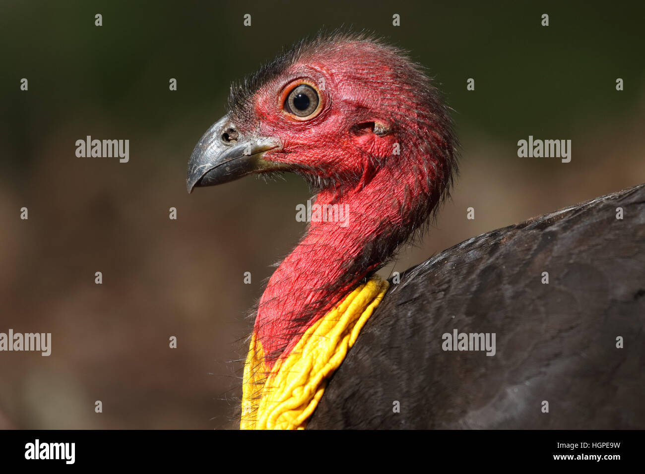 Australian Brush or bush turkey Stock Photo - Alamy