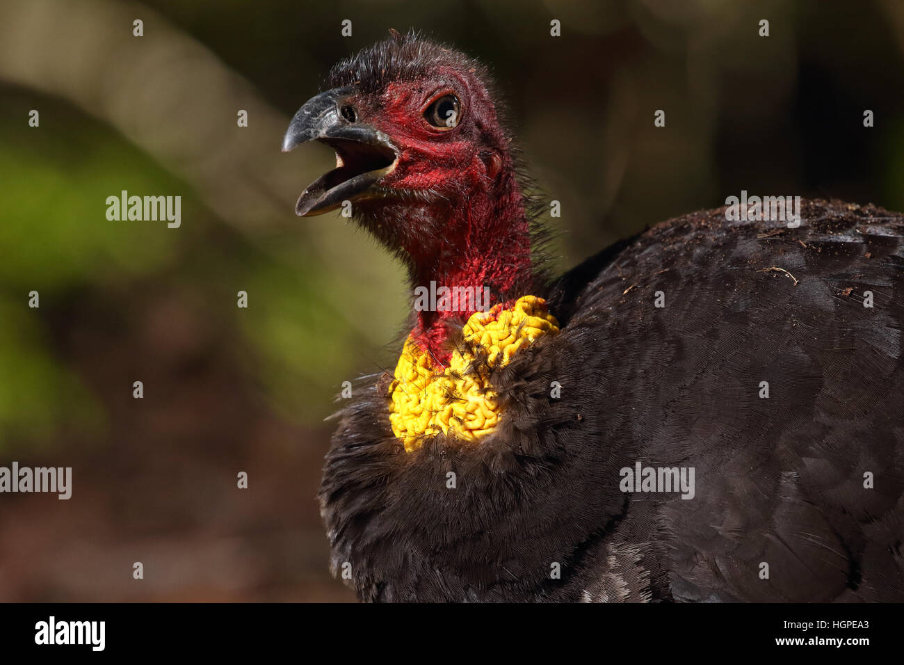 Australian Brush or bush turkey yawning Stock Photo - Alamy