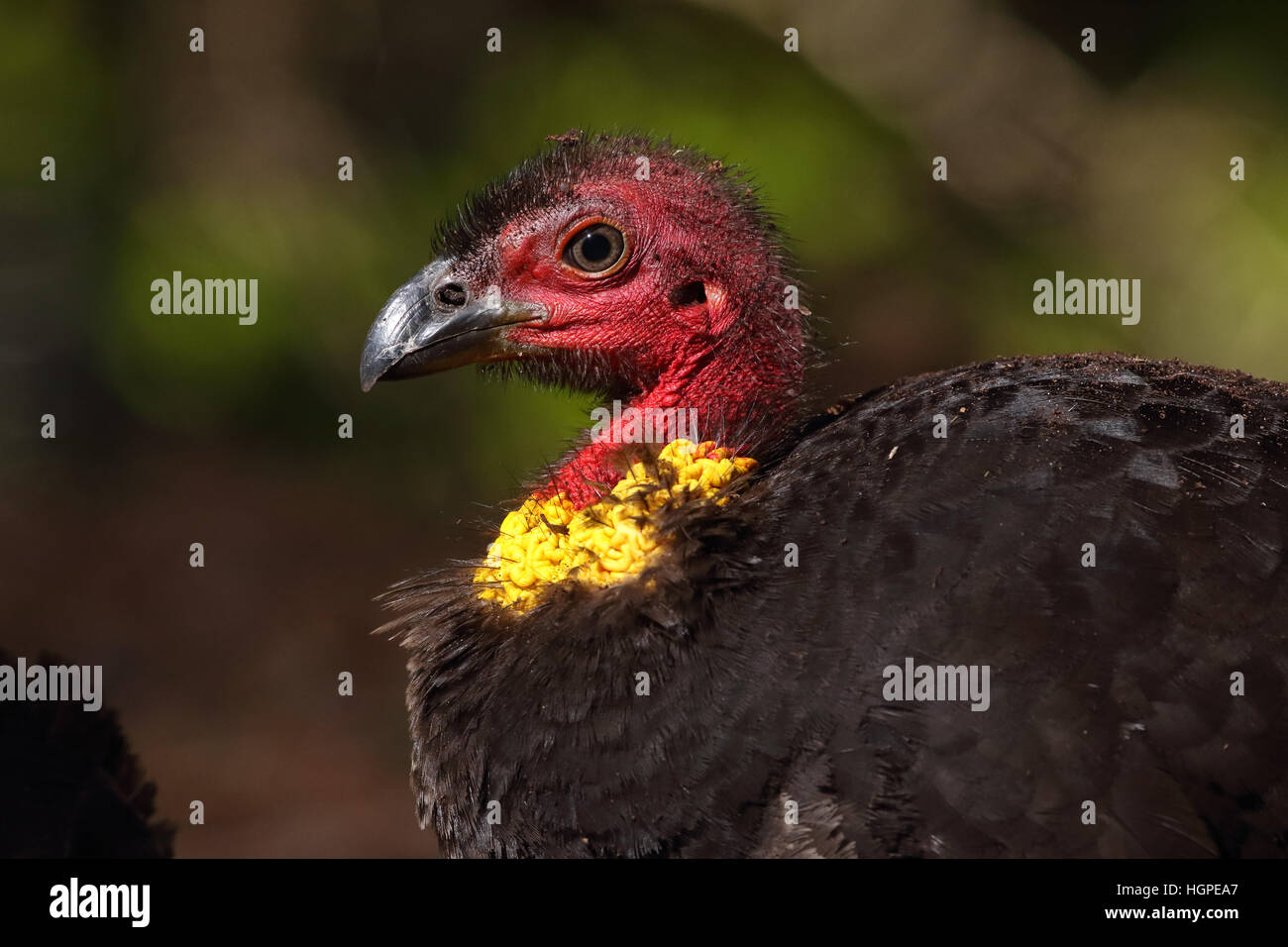 Australian Brush or bush turkey Stock Photo - Alamy
