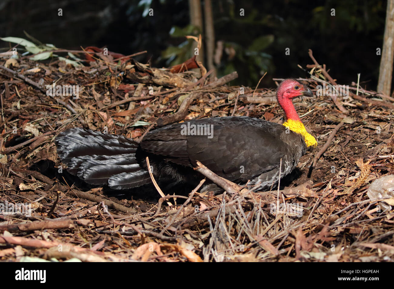 Australian Brush or bush turkey Stock Photo - Alamy