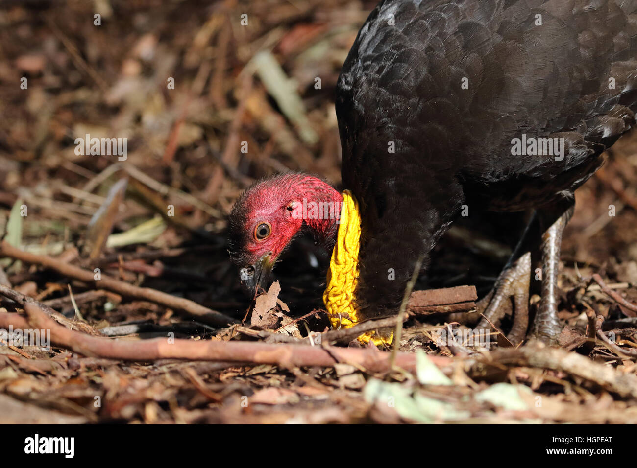Australian Brush or bush turkey pecking at leaf litter Stock Photo - Alamy