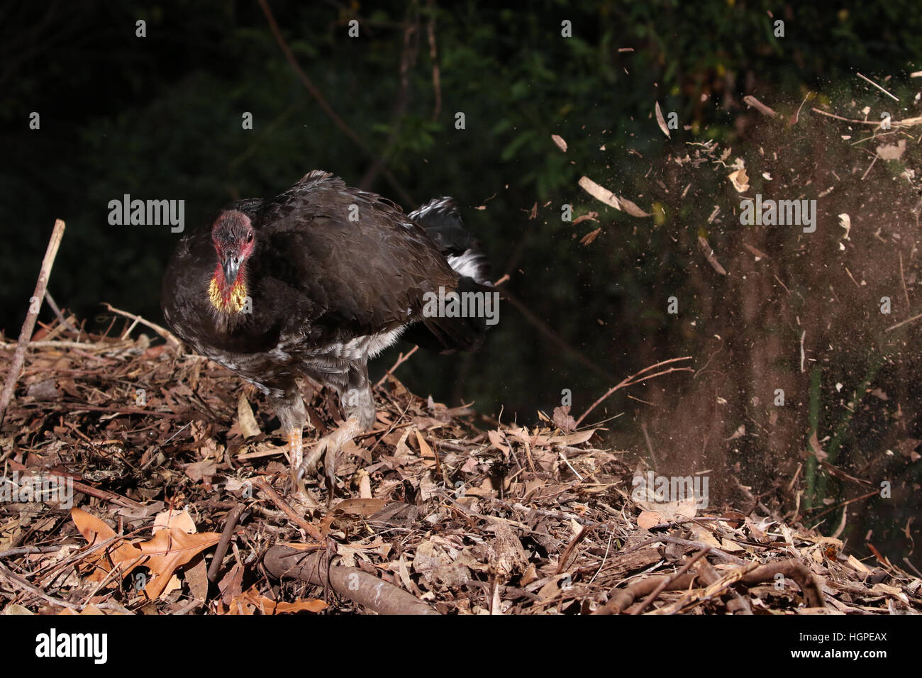 Australian Brush or bush turkey Stock Photo - Alamy