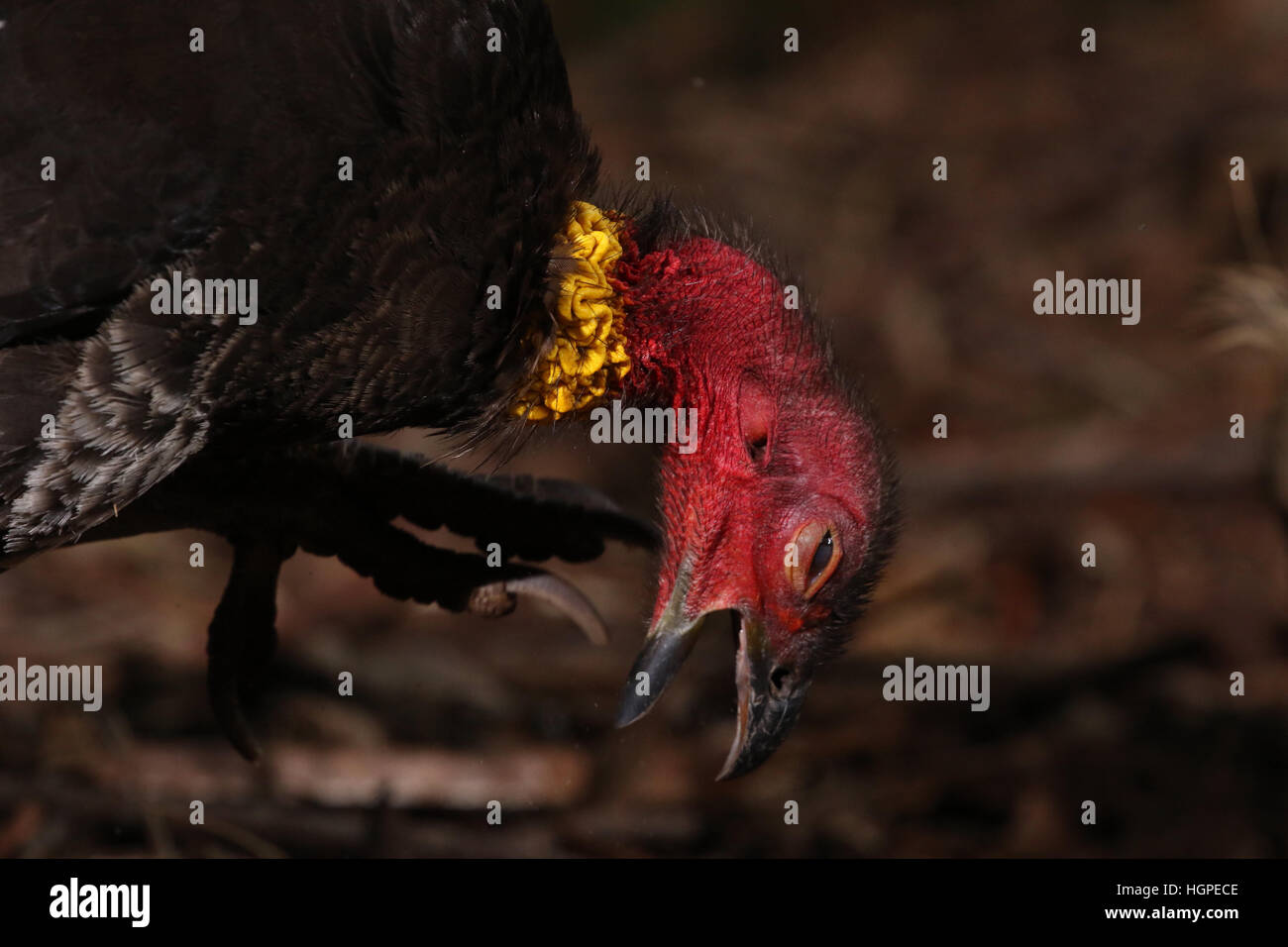 Scratching foot hi-res stock photography and images - Alamy