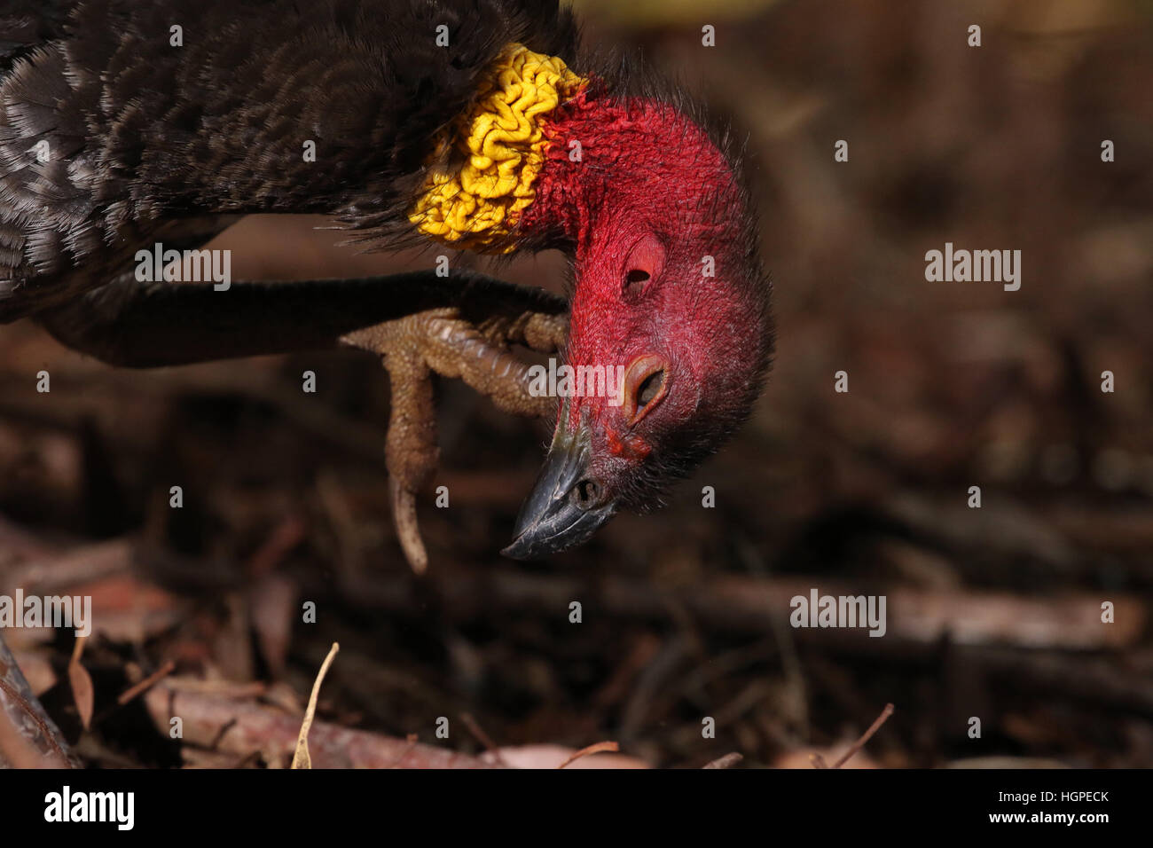 Australian Brush or bush turkey scratching Stock Photo - Alamy
