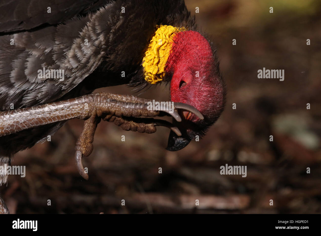 Scratching foot hi-res stock photography and images - Alamy
