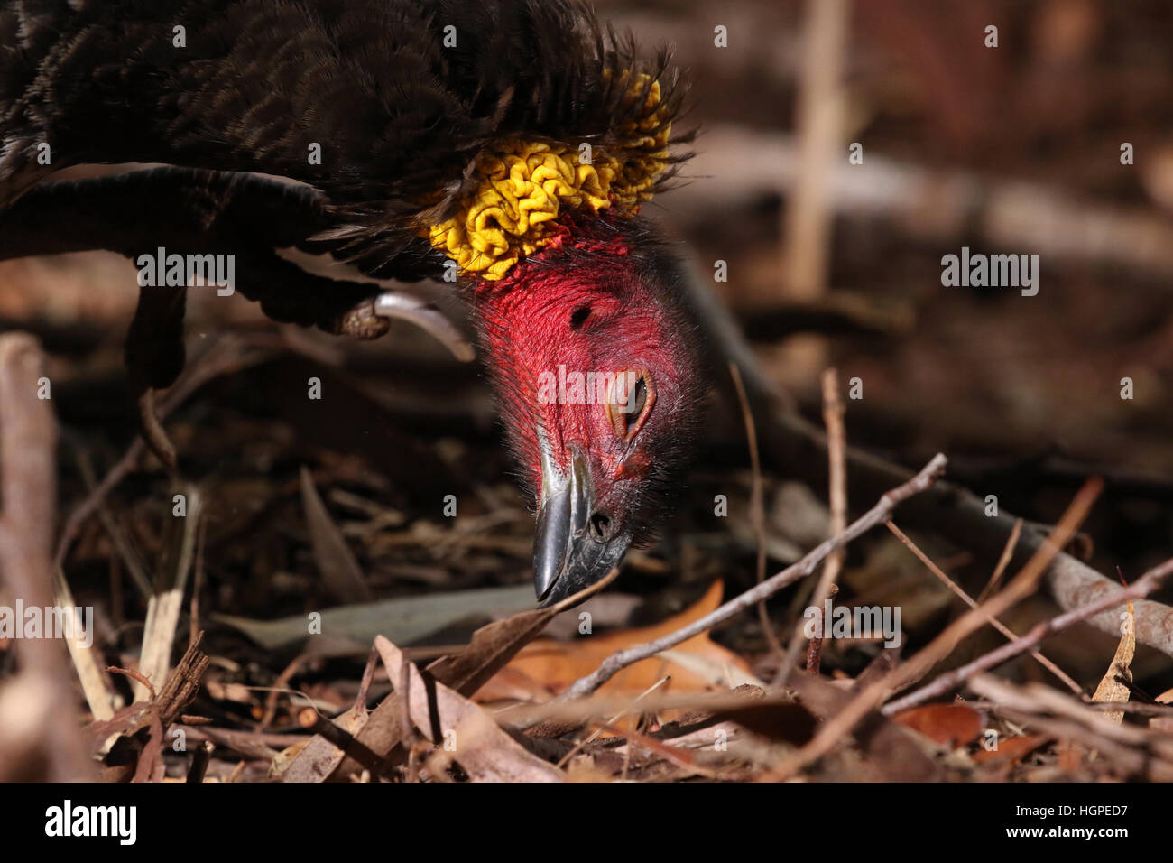 Australian Brush or bush turkey scratching Stock Photo - Alamy