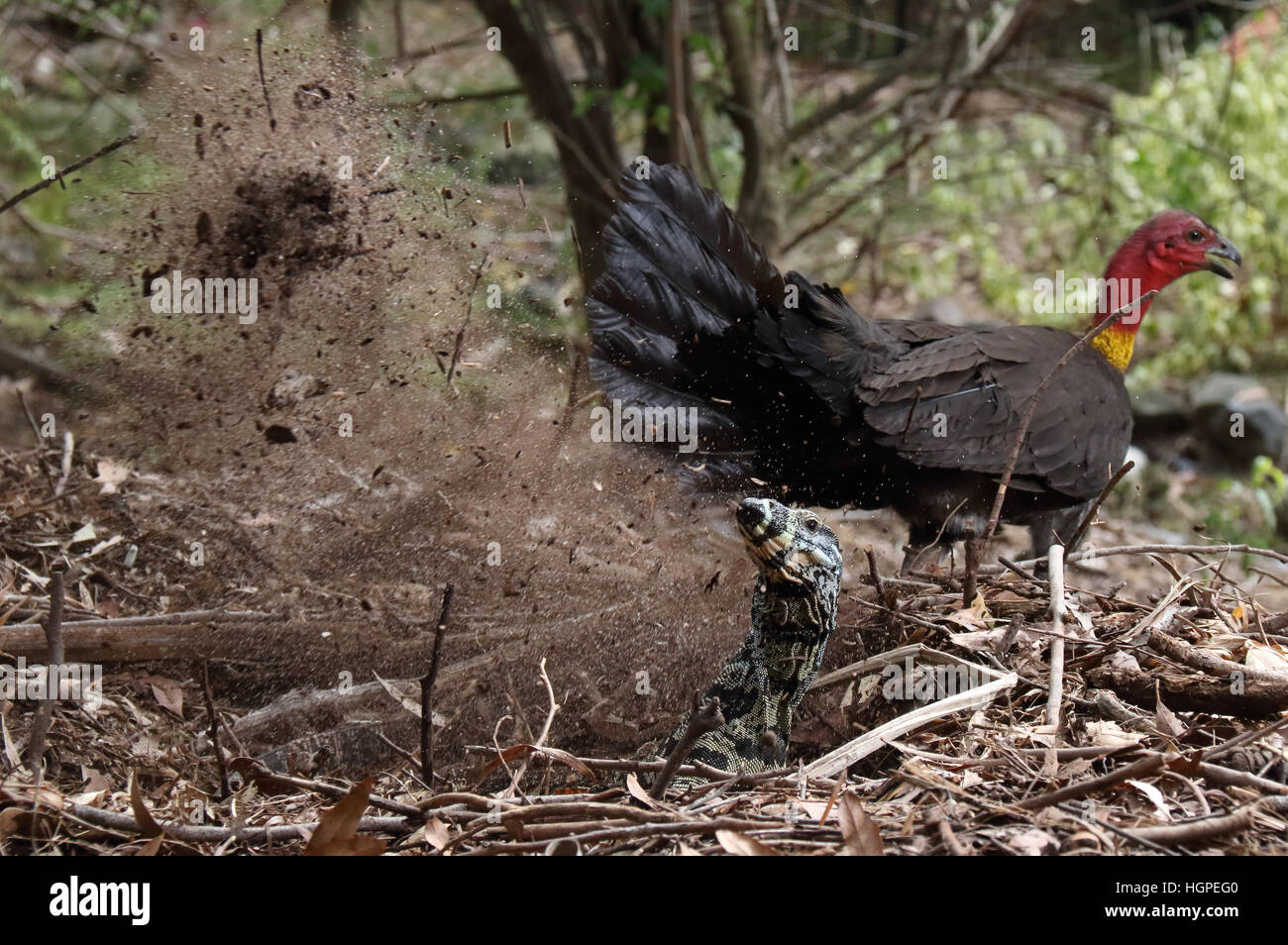 Raiding nest hi-res stock photography and images - Alamy