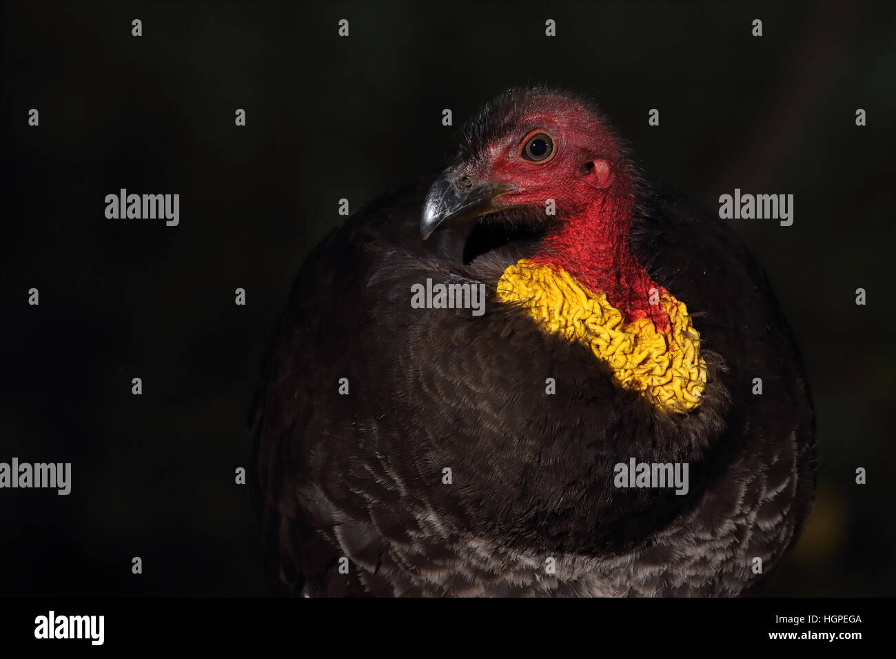 Australian Brush or bush turkey Stock Photo - Alamy