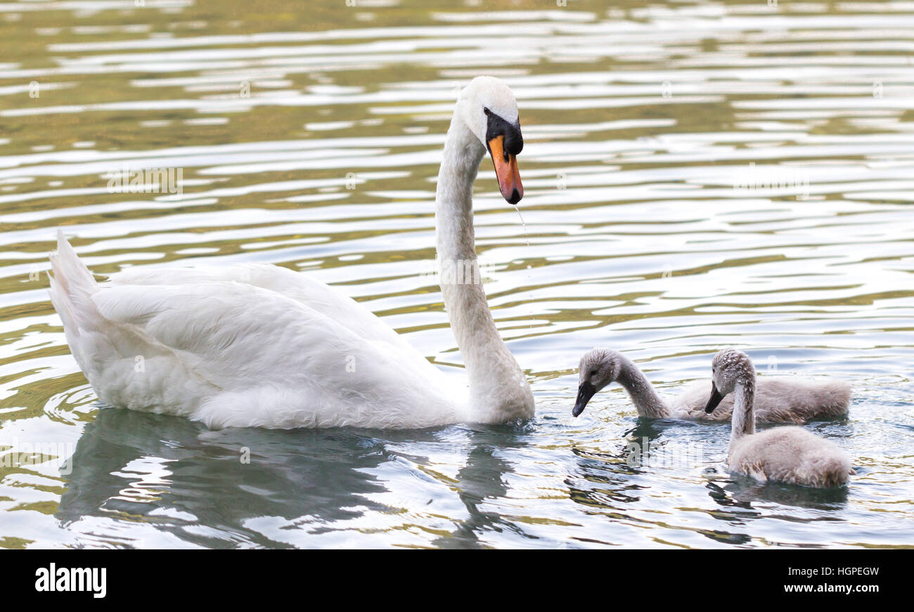 Swan family, Swan with babies. Swan isolated Stock Photo - Alamy