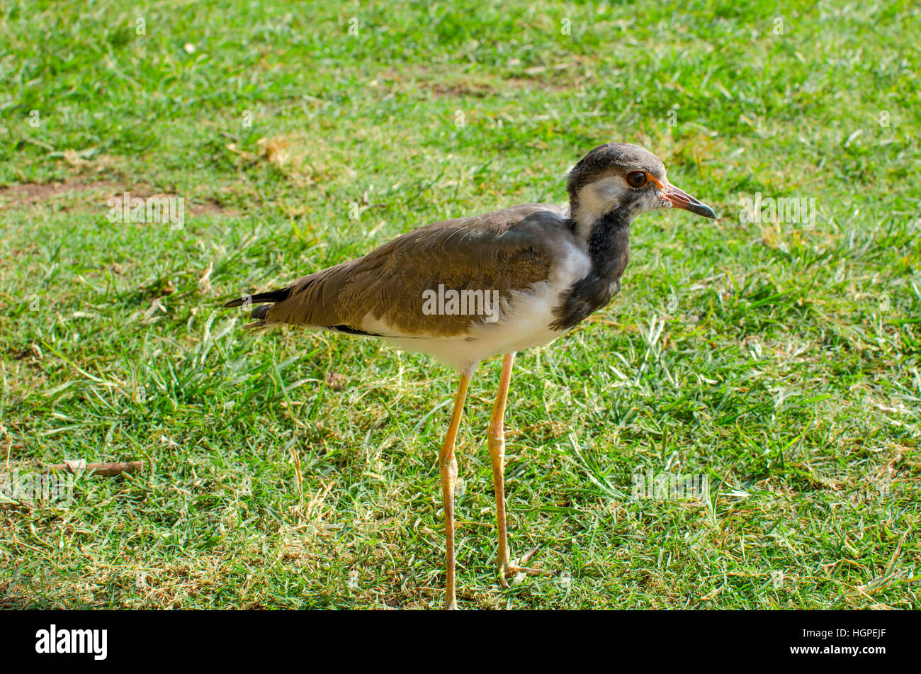 Yellow plover hi-res stock photography and images - Alamy