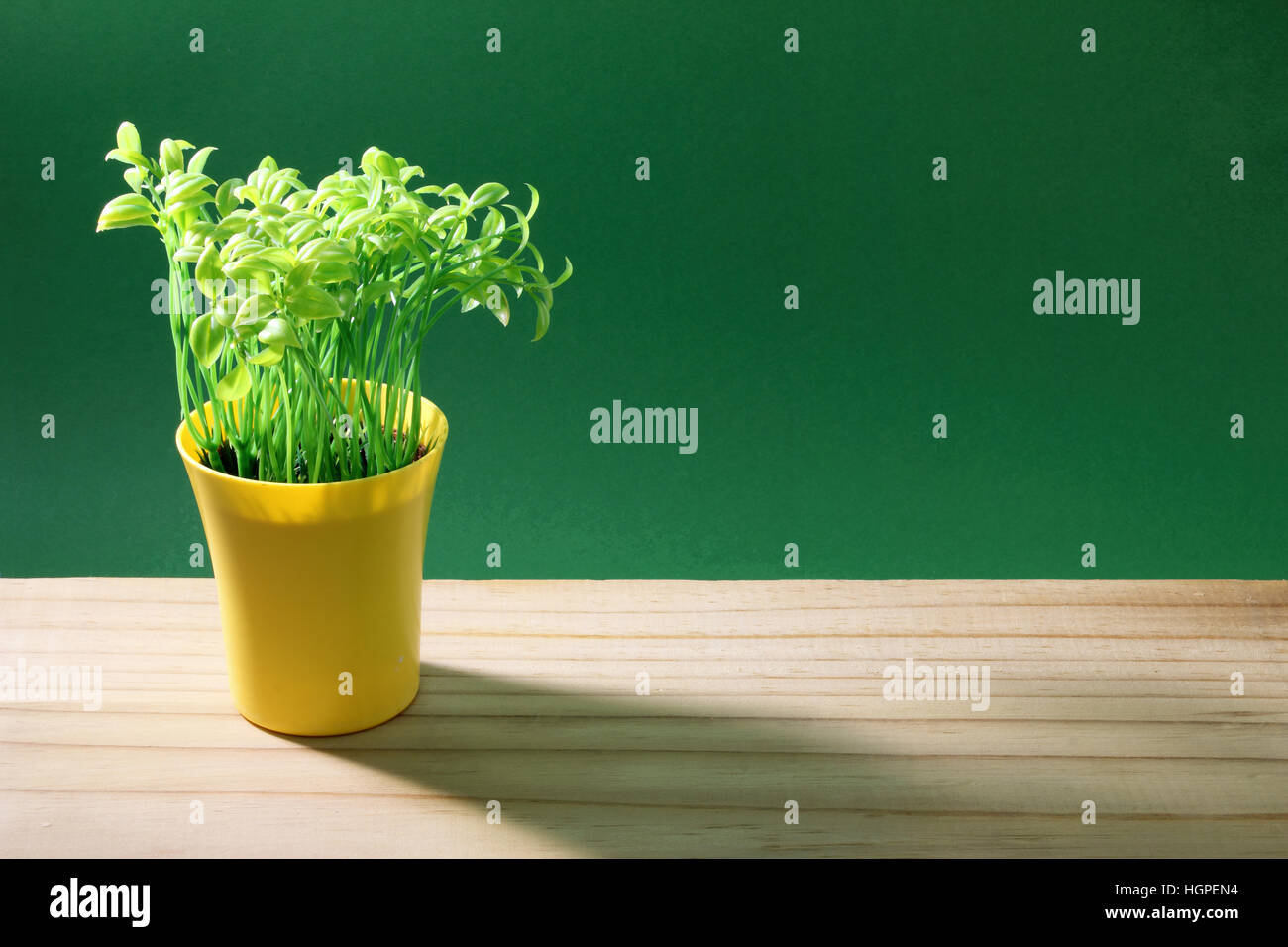 Timber pot plant hi-res stock photography and images - Alamy