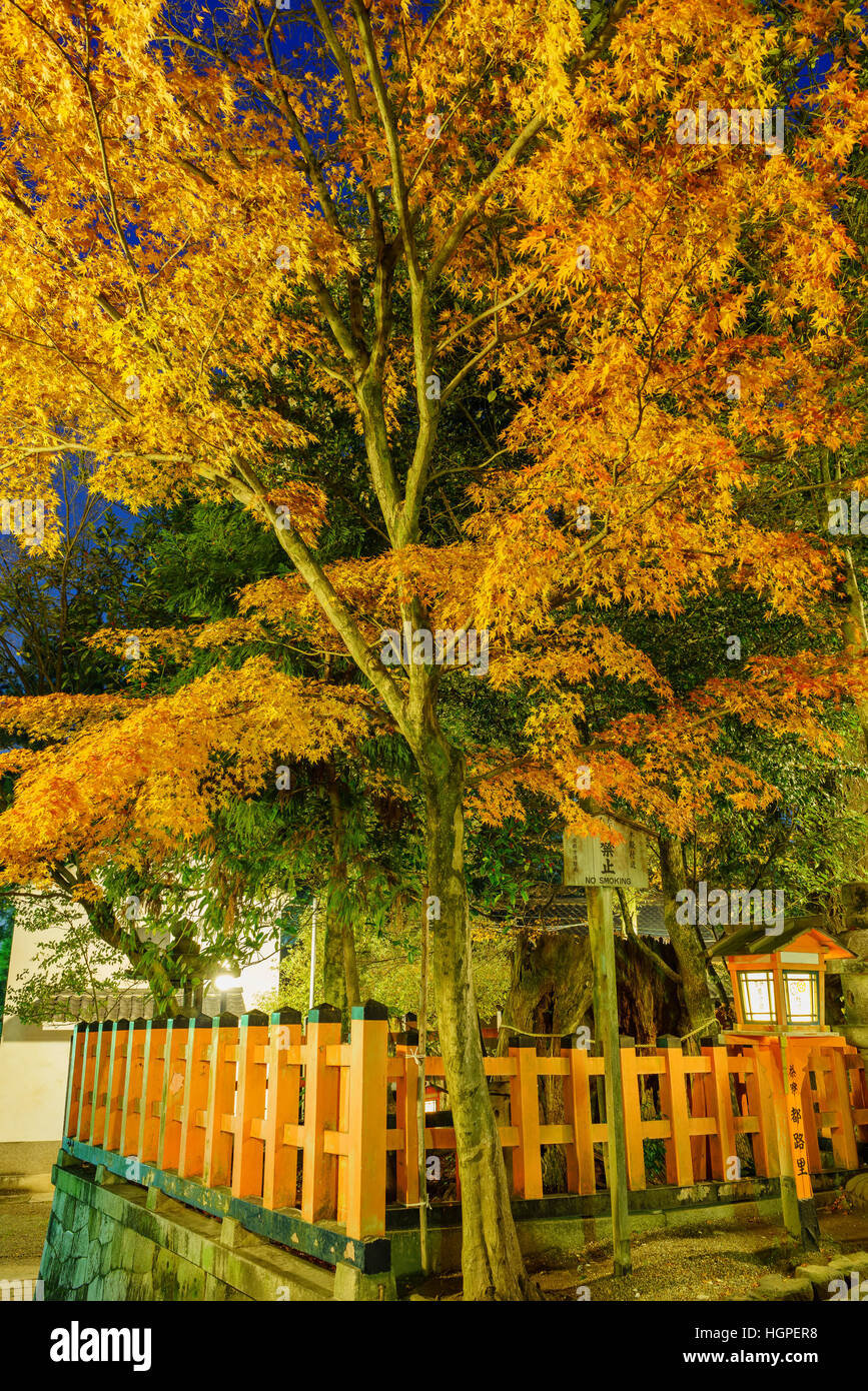 Maple tree and the historical Yasaka Shrine at night, Kyoto, Japan ...