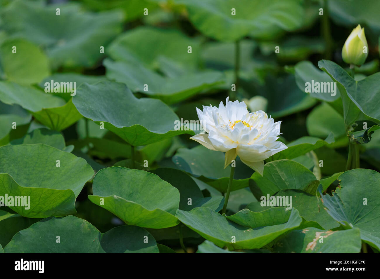 Flower of Lotus in a thicket of foliage Stock Photo - Alamy