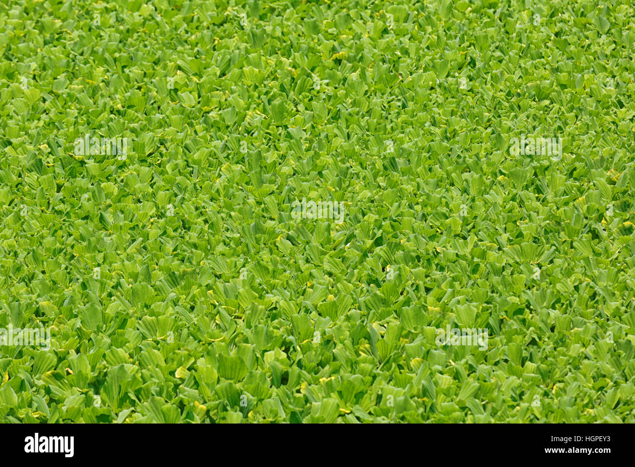 Inviting greenery hi-res stock photography and images - Alamy