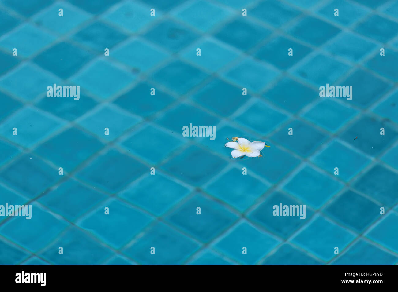 Brick flower wet hi-res stock photography and images - Alamy