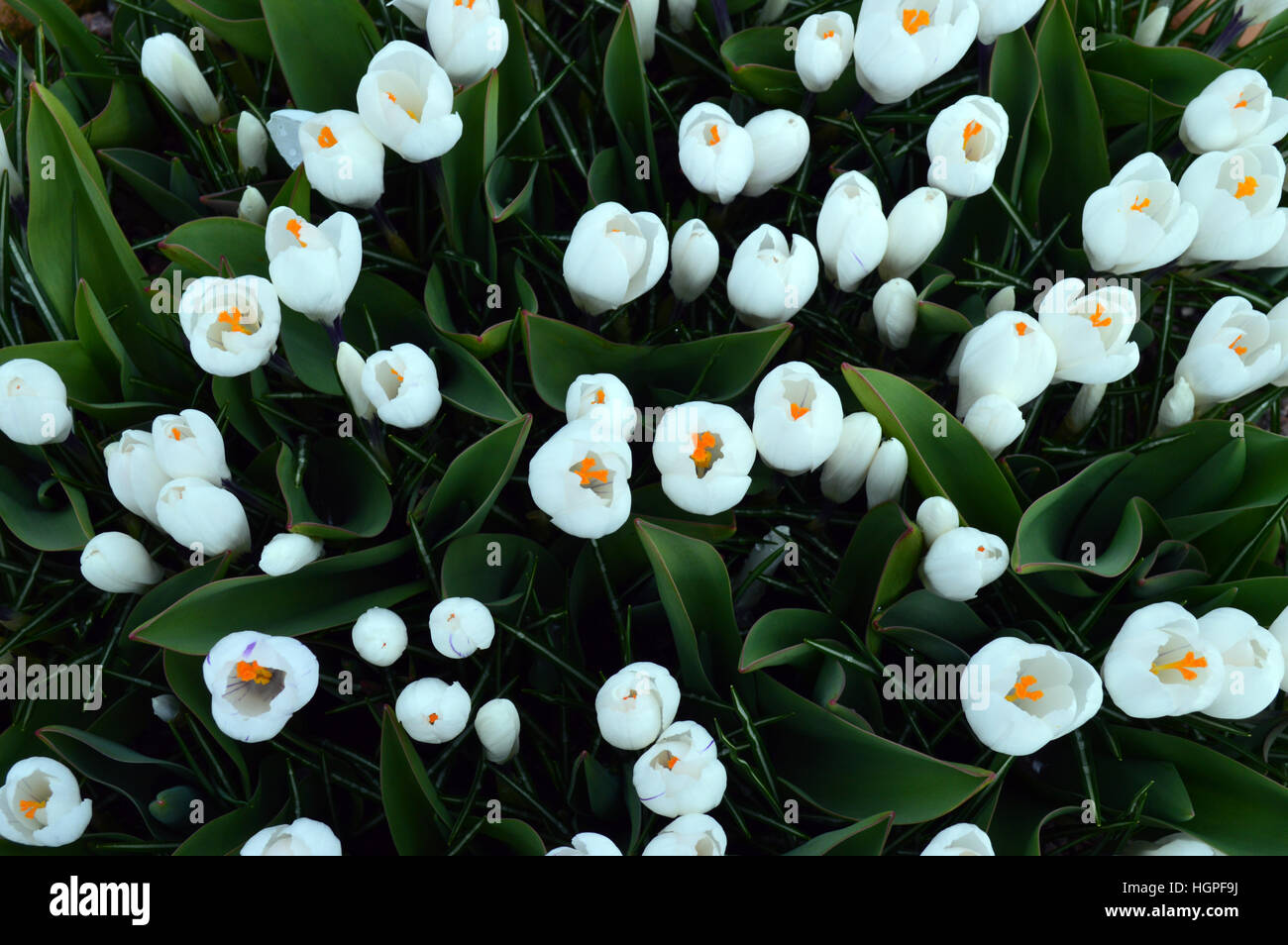 Looking Down on a Bed of White Crocus & Tulip Leaves on Display at RHS ...