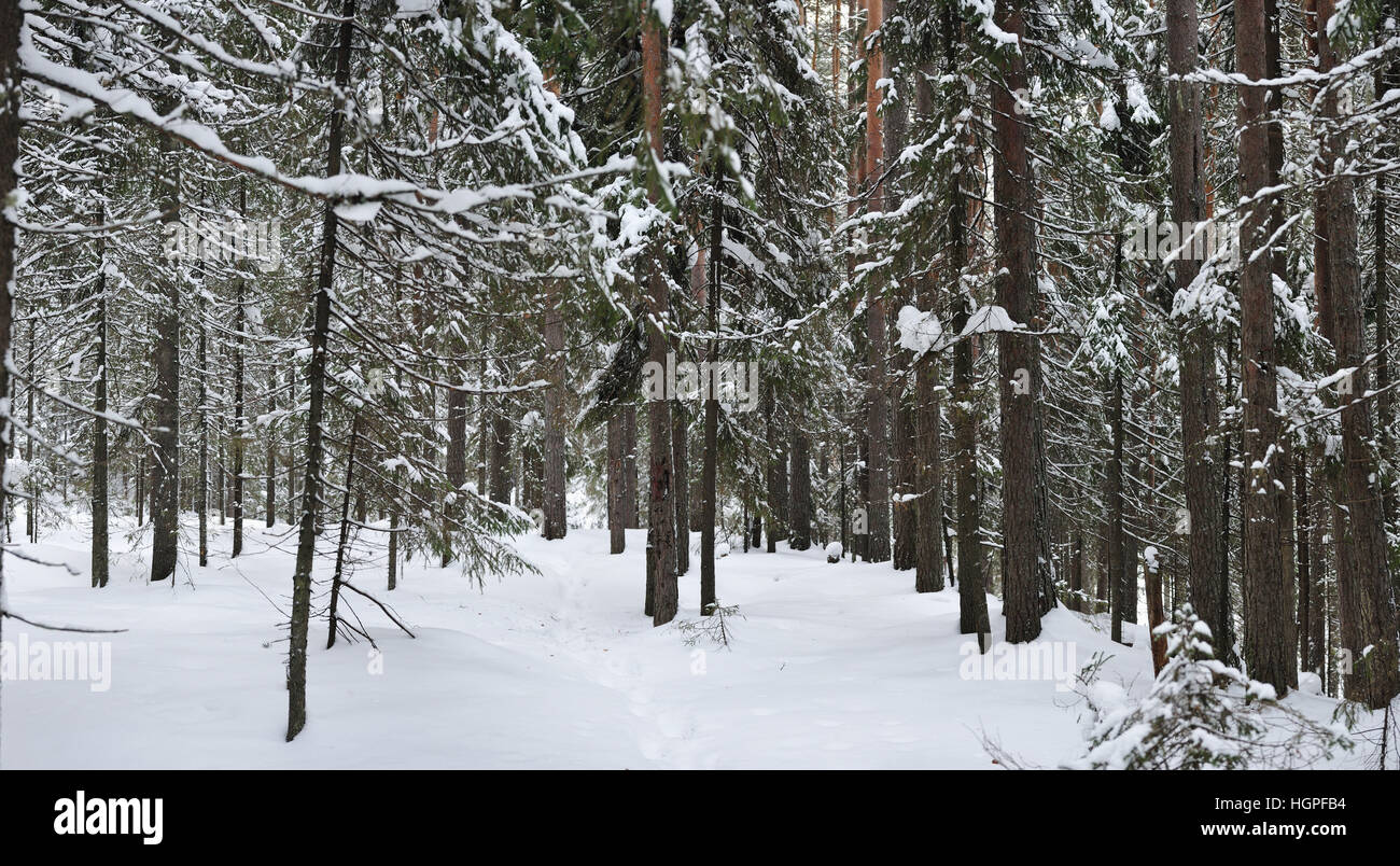 Panoramic forest hi-res stock photography and images - Alamy