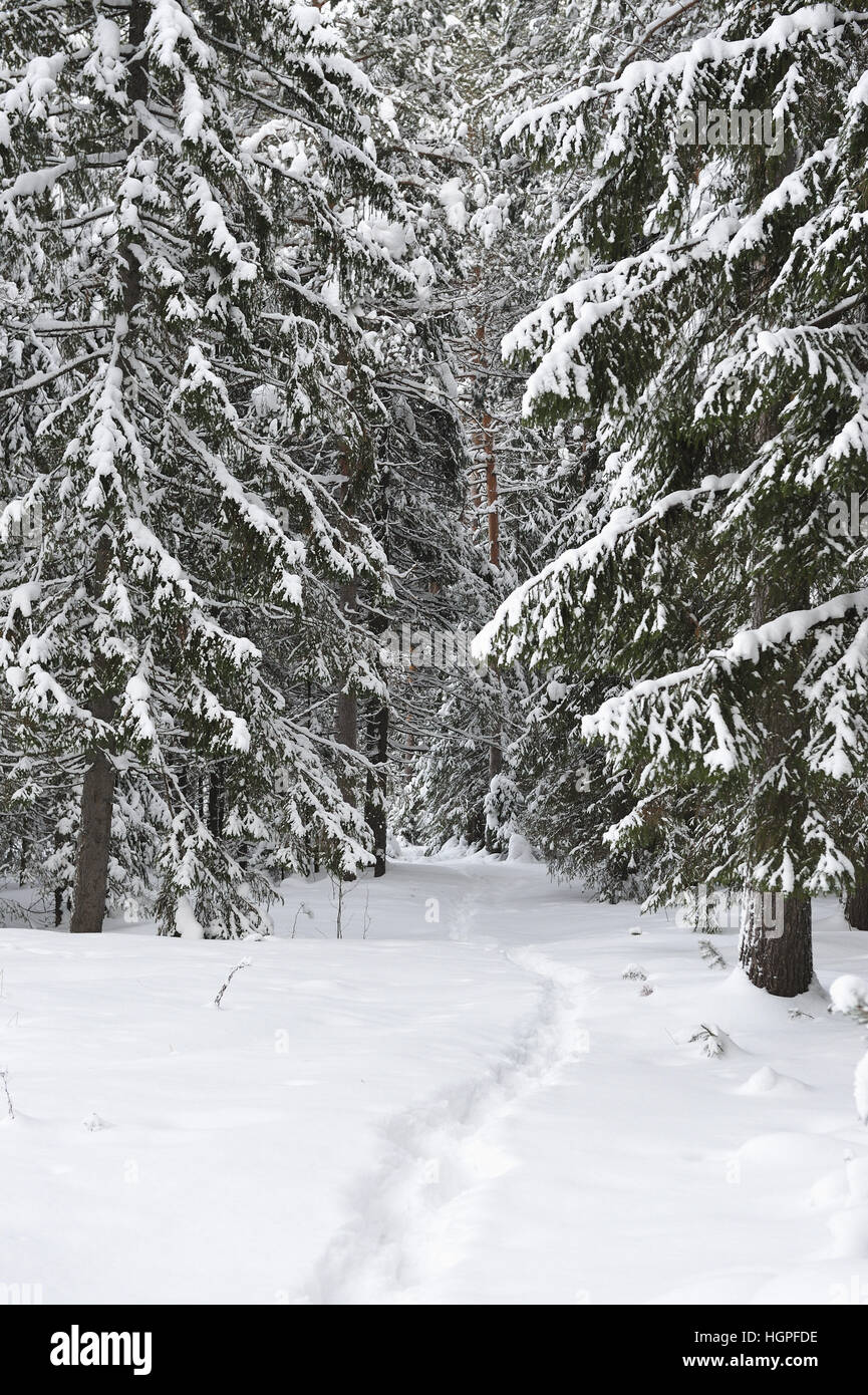 Wintery taiga forest hi-res stock photography and images - Alamy