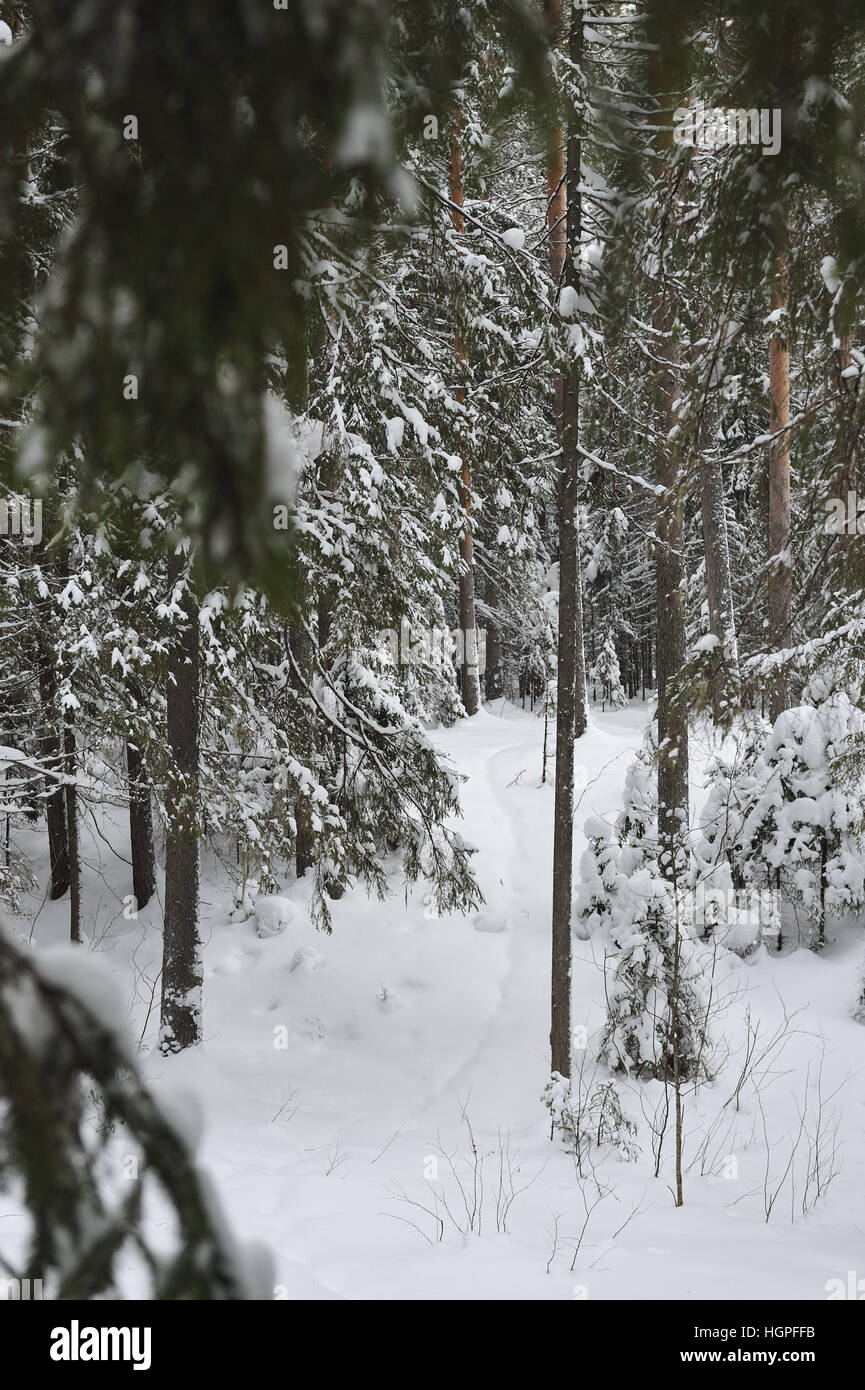 Wintery taiga forest hi-res stock photography and images - Alamy