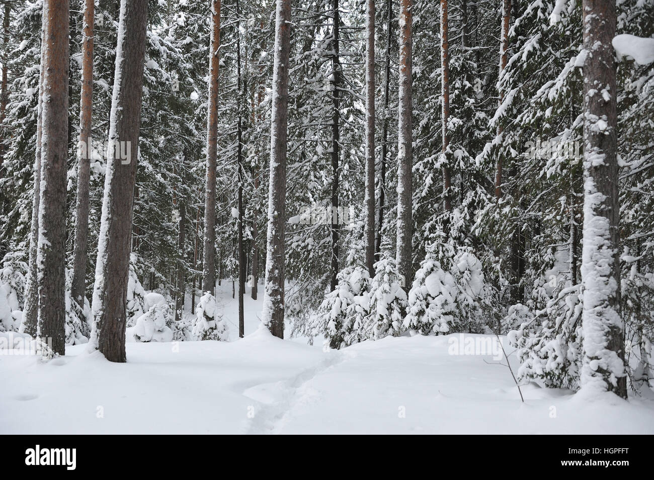 Snowy taiga forest hi-res stock photography and images - Alamy