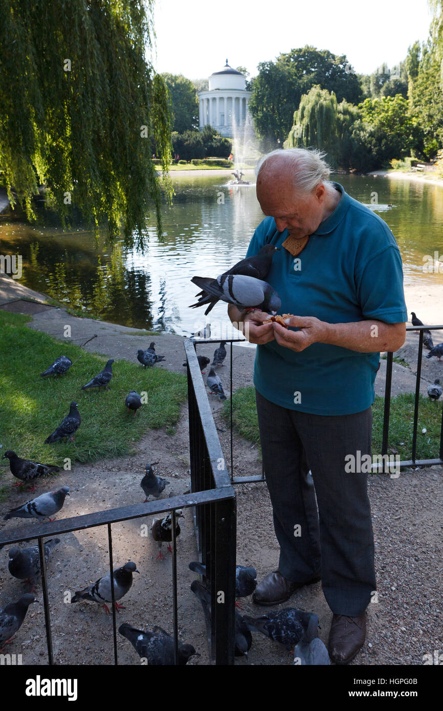 ld man is spending his free time in park, feeding pigeons Stock Photo ...