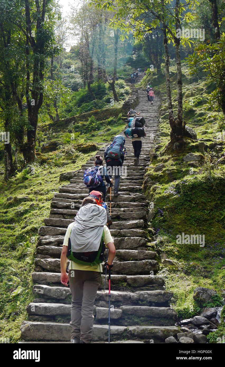 Trekkers & Porters Climbing the Stone Steps to Chomrong from the ...