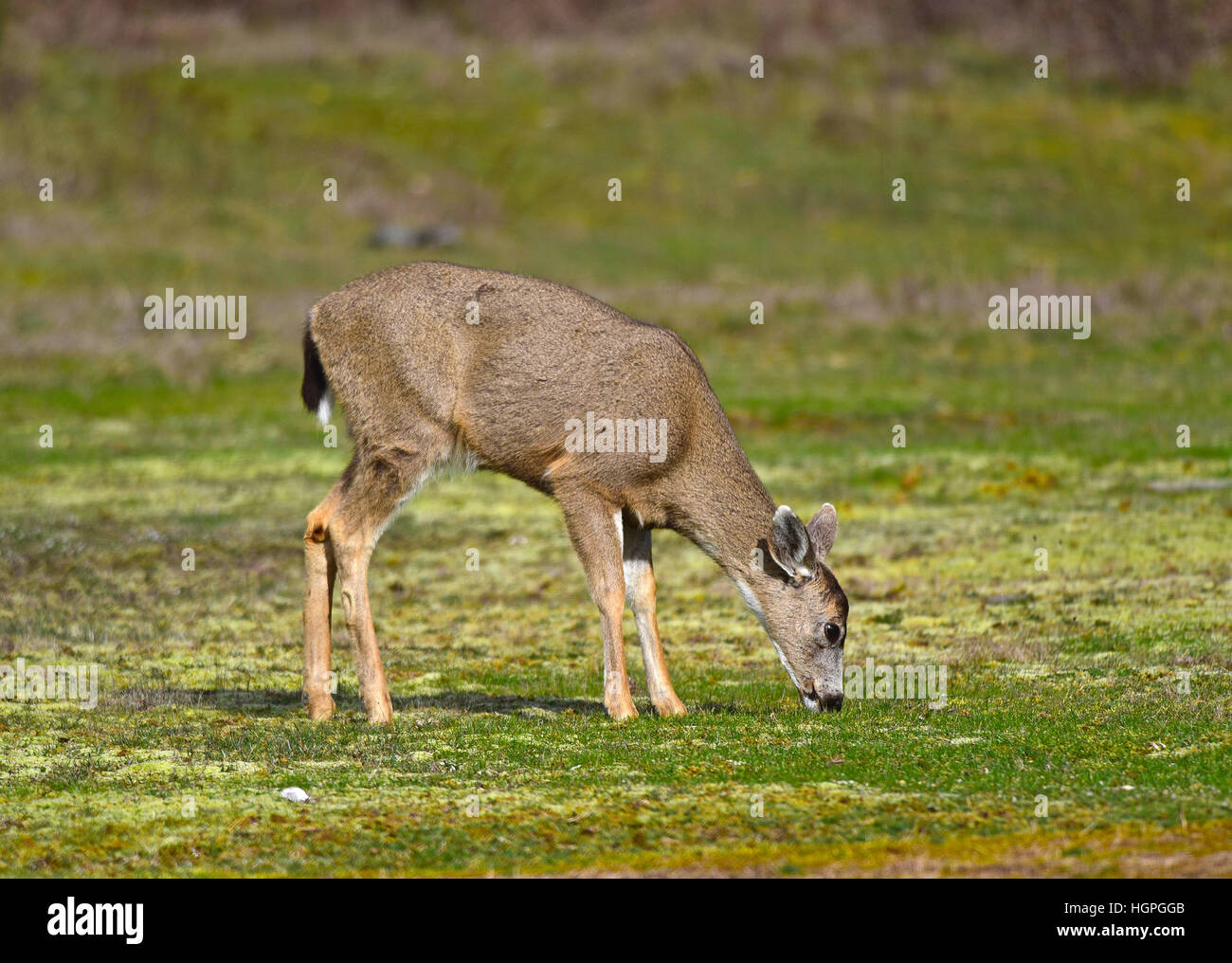 Blacktailed deer hi-res stock photography and images - Alamy